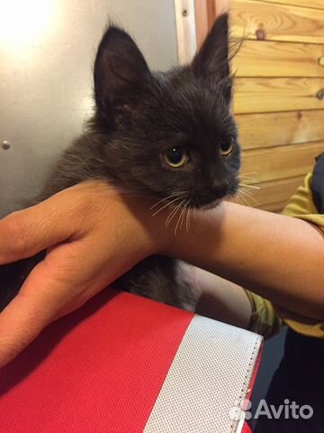 Котёнок в дар