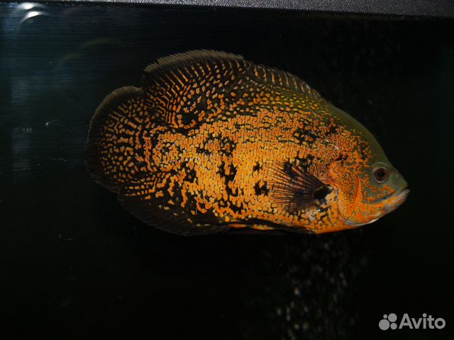 Продам Астронотуса (Astronotus ocellatus)