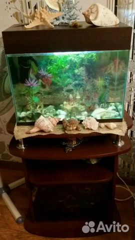 Животные, аквариум
