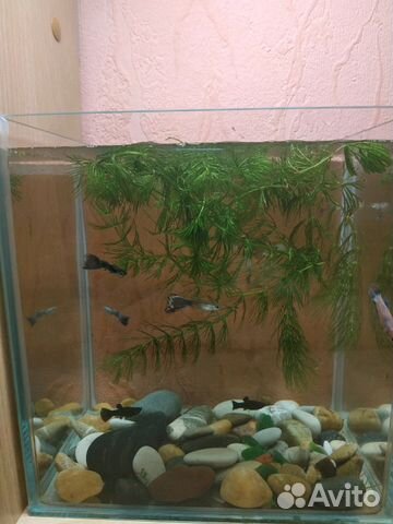 Продам аквапиум с рыбками