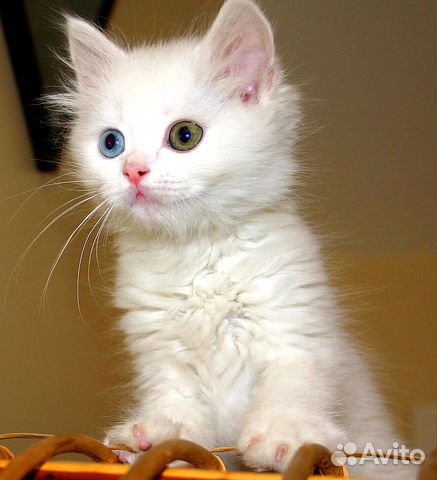 Турецкий ван