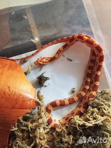 Маисовый полоз