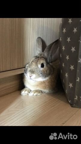 Отдам кролика в добрые руки