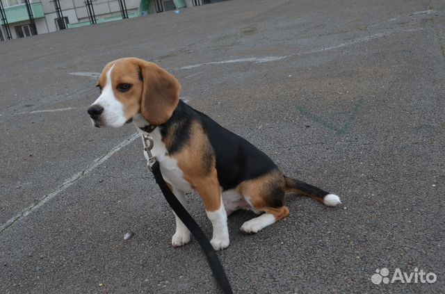 Продам ченка бигль