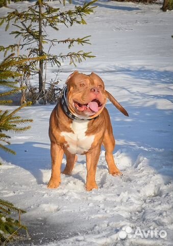 Кобель Американского Булли