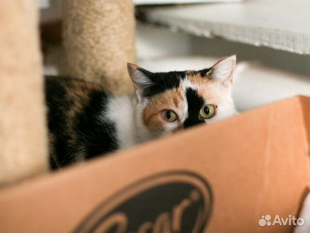 Симона - девушка мечты-ищет дом