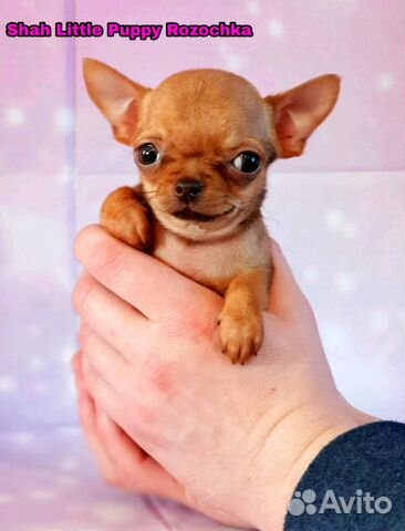 Мини малышка Розочка