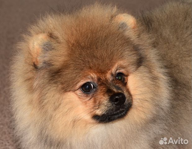 Красавчик Пумба