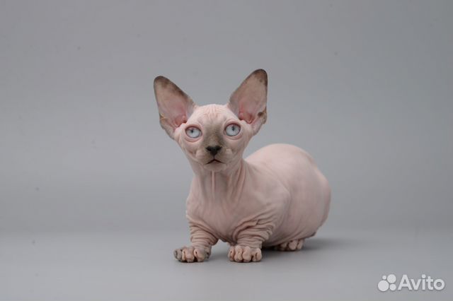 Бамбино девочка