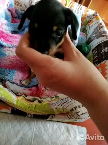 Продам карликого пинчера