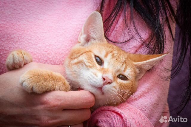 Еврейский-таки мальчик Коржик ищет дом)