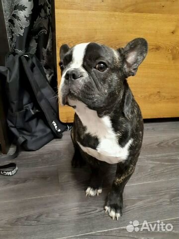 Французский бульдог