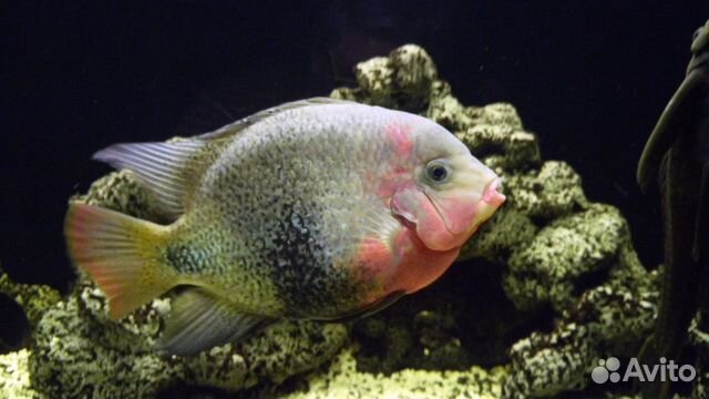 Винная цихлазома (бражник)