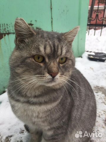 Котик в добрые руки