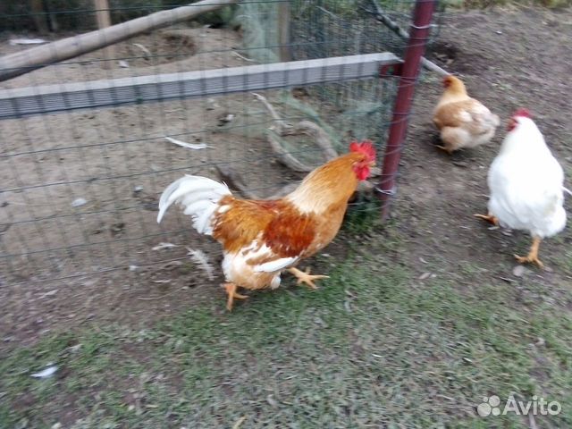 Мини мясные В66, А77