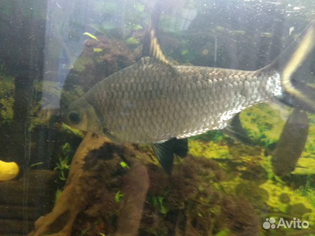 Акулий Балу пара