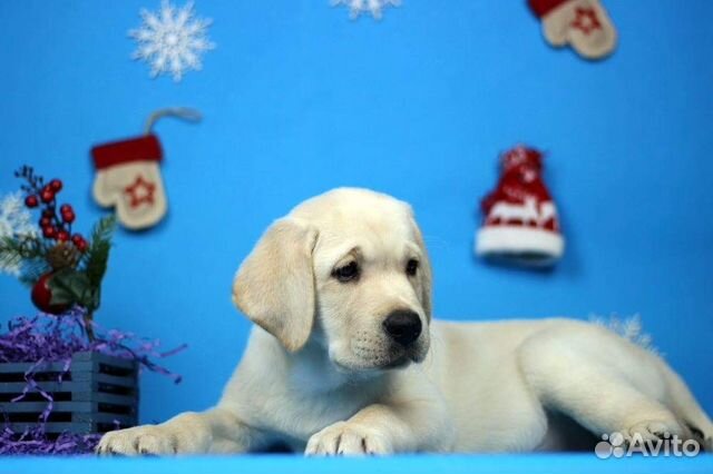 Очаровательный лабрадор, душа компании