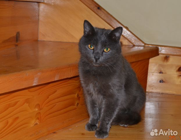 Молодой полубританский кот