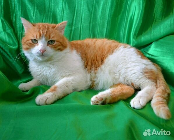 Шикарный кот в добрые руки