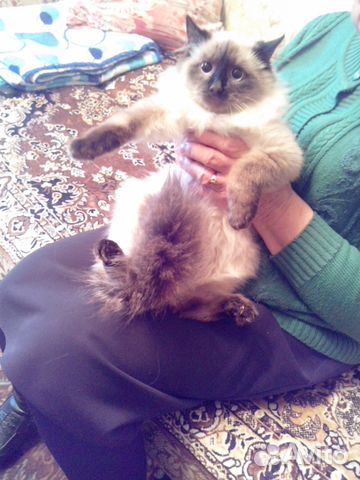 Котёнок, помесь бирманской породы, в добрые руки