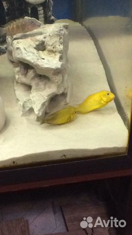 Трофеусы Кириза Голд