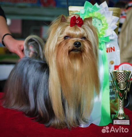 Джентельмен