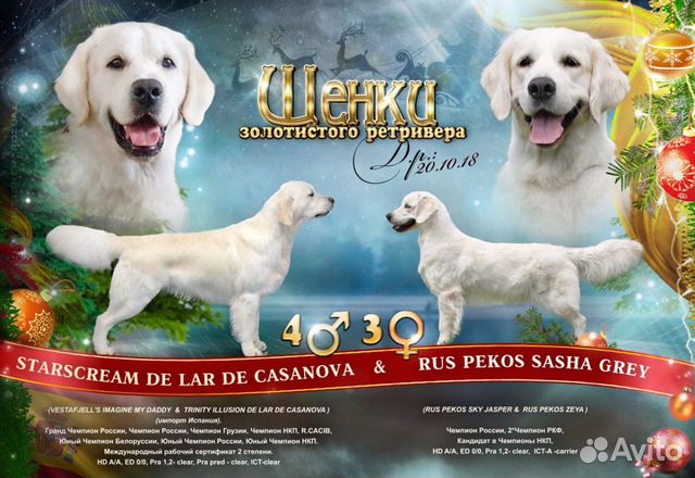 Элитные щенки зол.ретривера