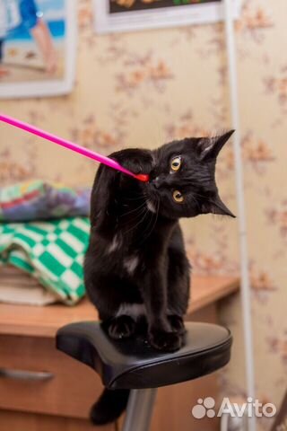 Котёнок Санек