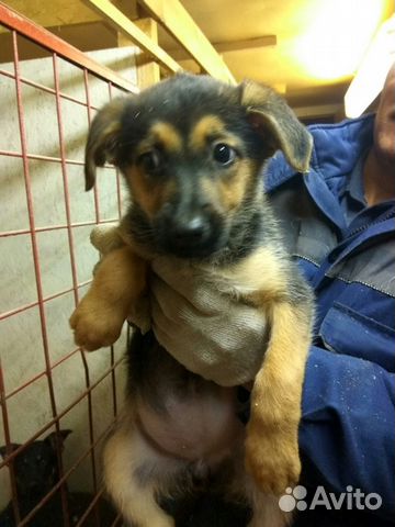 Мини-помощники в добрые руки