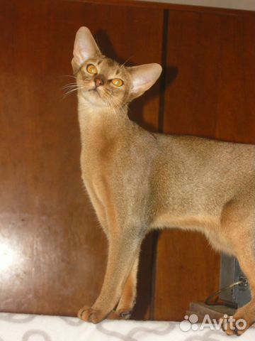 Молодая абиссинка