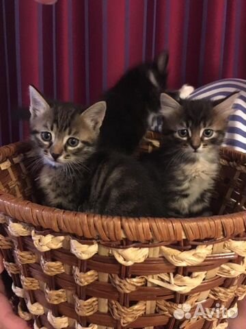 Домашние котята дарим