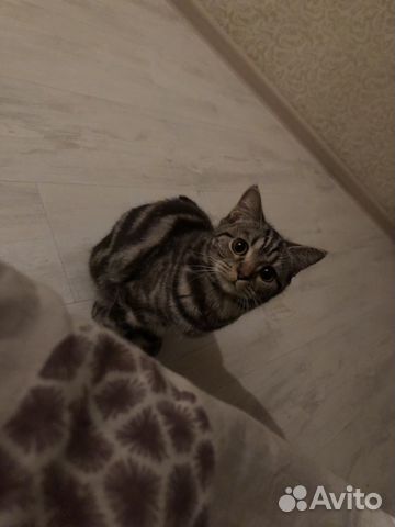 Котёнок 7 мес девочка,британка,ласковая,к лотку пр