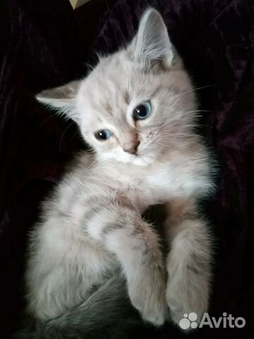 Котик 2 месяца