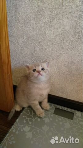 Шотландские котята