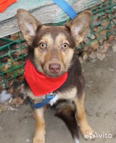 Миниатюрная шоколадная собачка