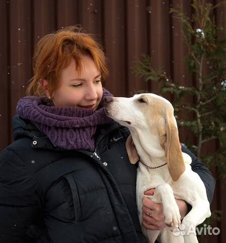 Порселен - фарфоровая гончая