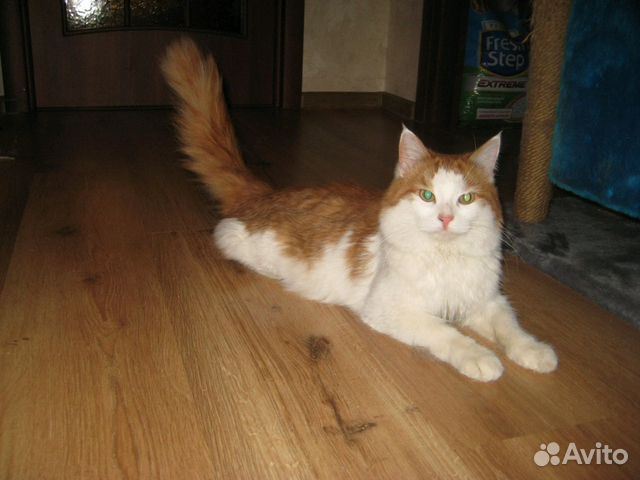 Рыжий Листик
