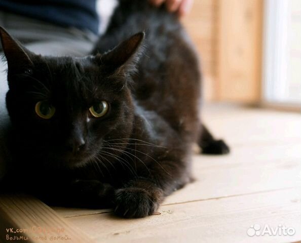 Чунга-Чанга в добрые руки