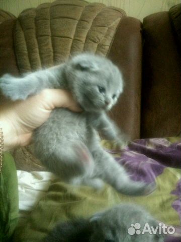 Шотландская