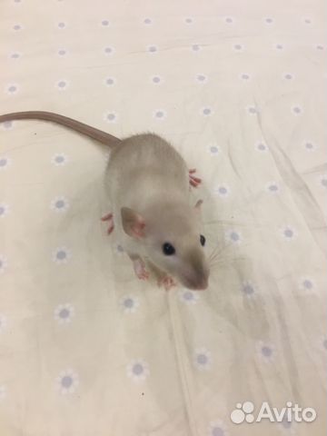 Сиамская крыска