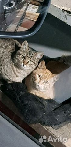 Шурочка и Дашенька