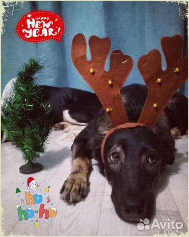 Молодая собака 10 месяцев