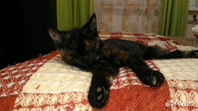 Котенок, девочка, 3 месяца