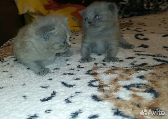 Продам Британских котят