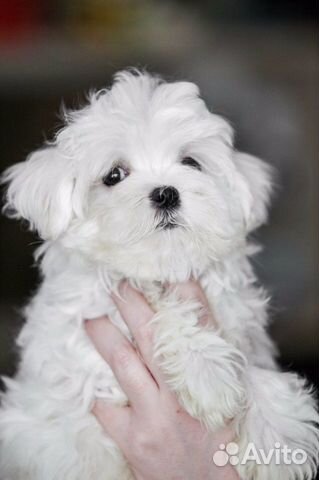 Мальтезе мальчики и девочка