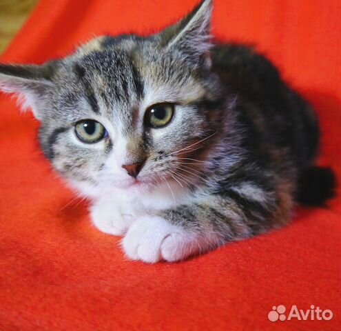 Красивые и ласковые котята с золотым характером