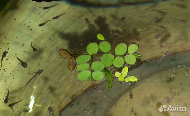 Мальки гуппи "Московская красная"