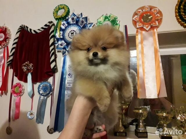 Мальчики шпиц