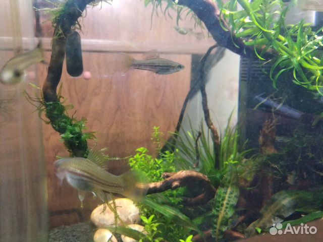 Зелёный меченосец 5шт