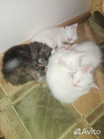 Раздаю котят белой ангорской кошки